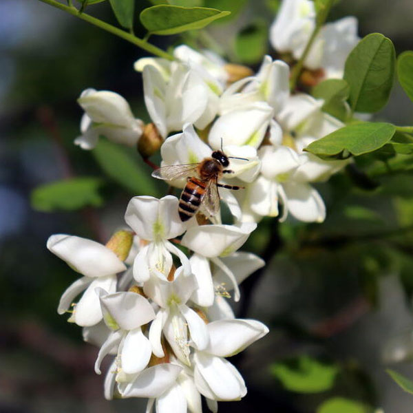 Sadnice bagrema – Brzorastuće drvo za hlad i dekoraciju