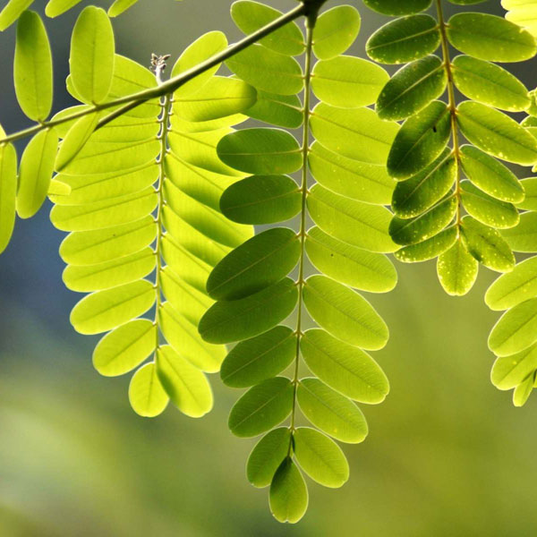 Sadnice bagrema – Brzorastuće drvo za hlad i dekoraciju