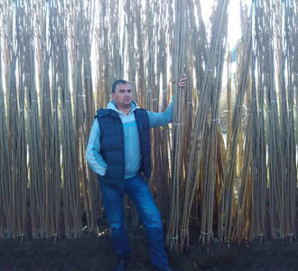 Sadnice topole – Brz rast i ekonomska isplativost