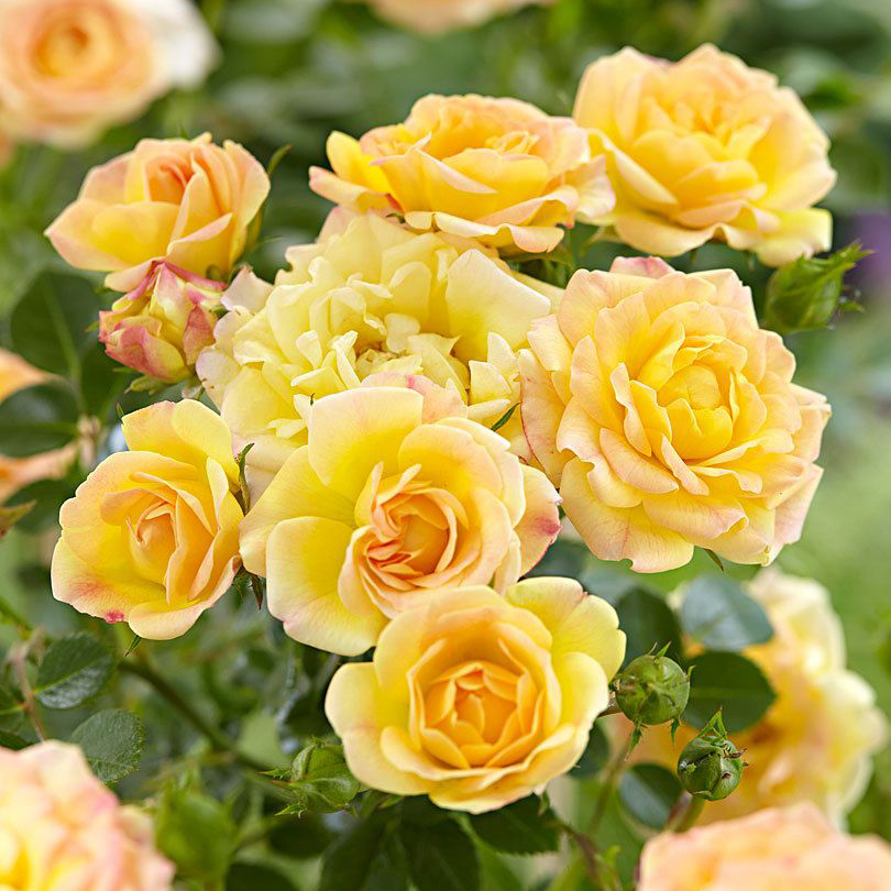 Rasadnik - Sadnice ruža, ruže stablašice, ukrasno bilje, četinari i ...