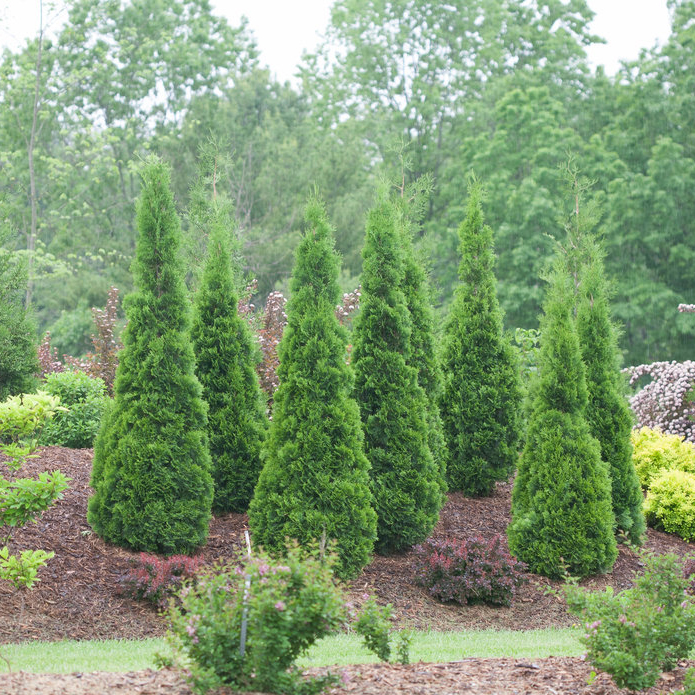 Rasadnik - Sadnice ruža, ruže stablašice, ukrasno bilje, četinari i ...
