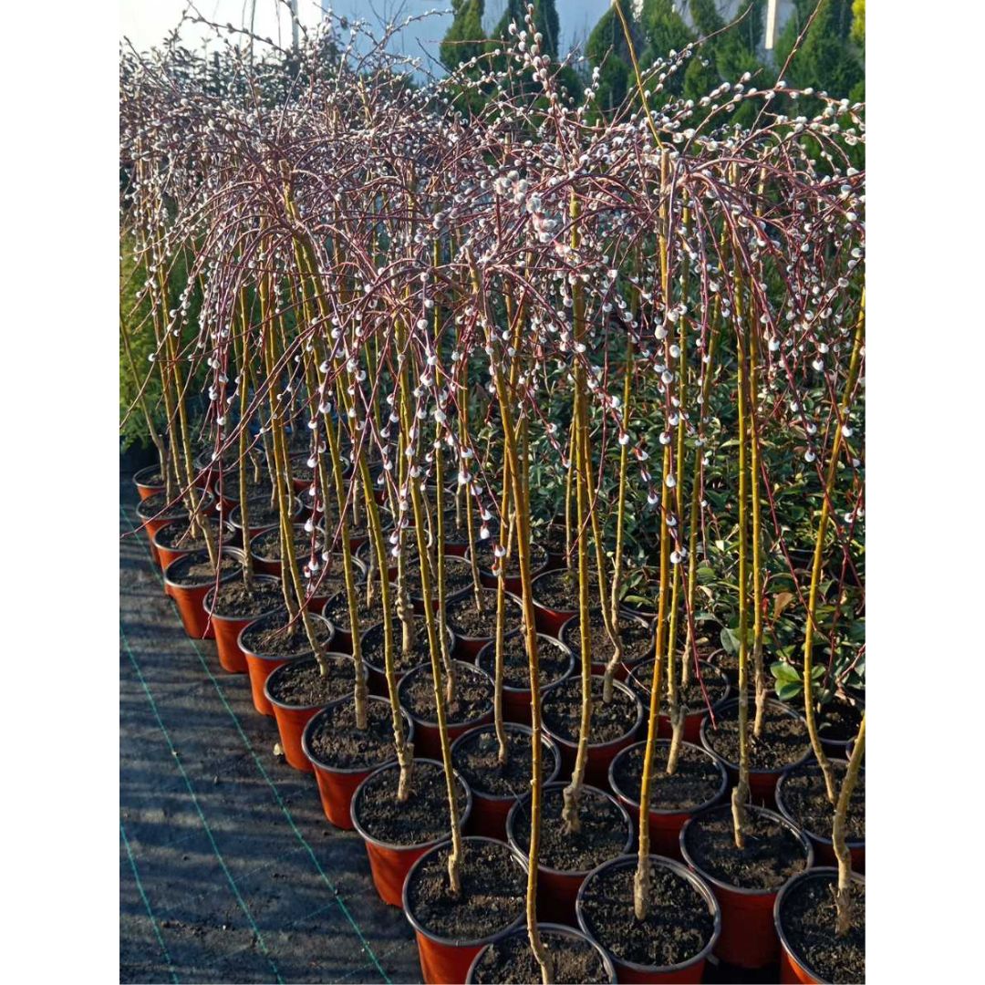 Sadnice ukrasnog drveća – Unesite prirodnu eleganciju u dvorište